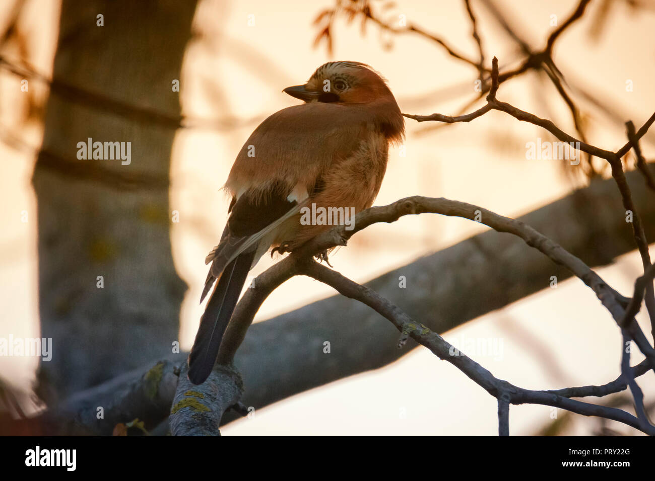 Jaybird hi-res stock photography and images - Alamy