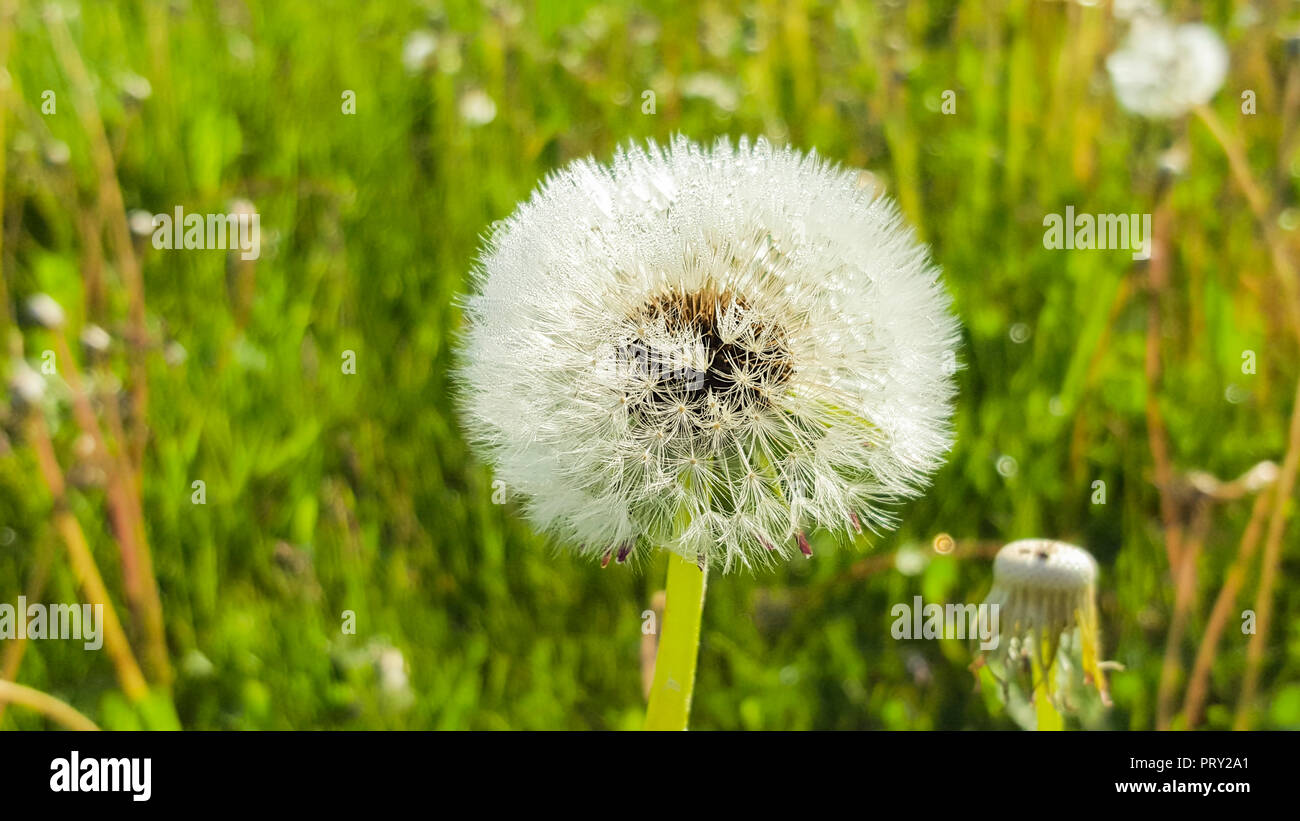 Hawkbit seed hi-res stock photography and images - Alamy