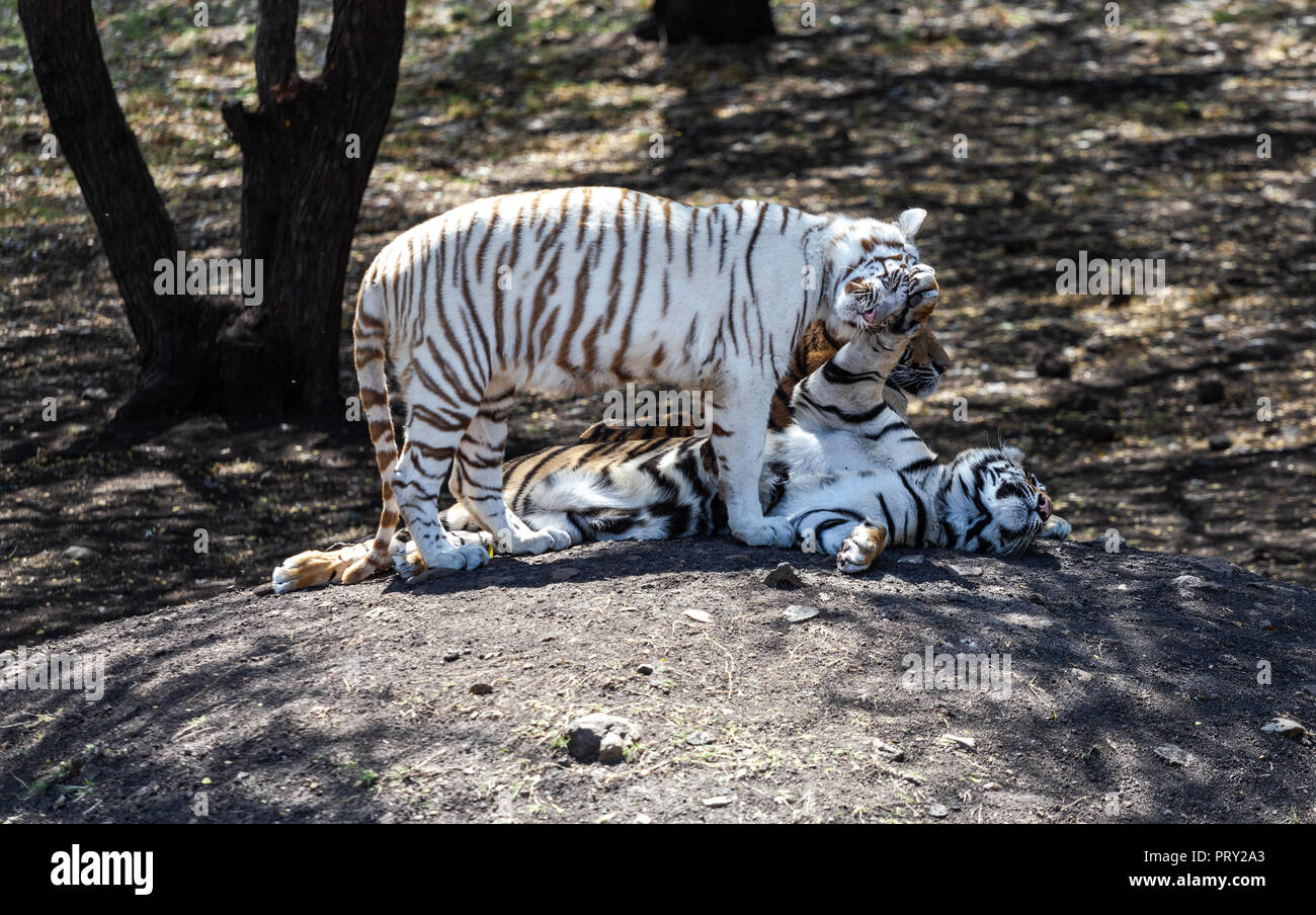 Casela park mauritius hi-res stock photography and images - Alamy