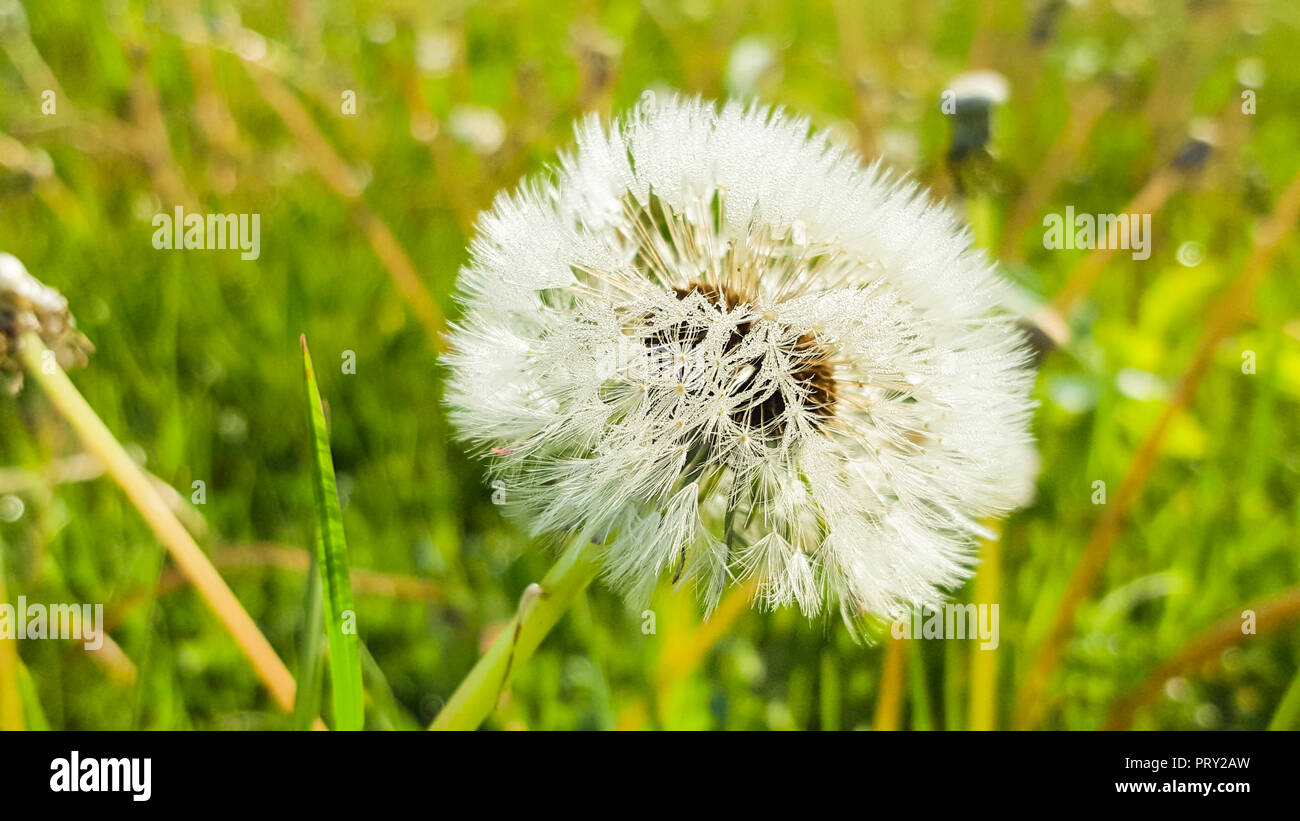 hawkbit in the sun Stock Photo - Alamy