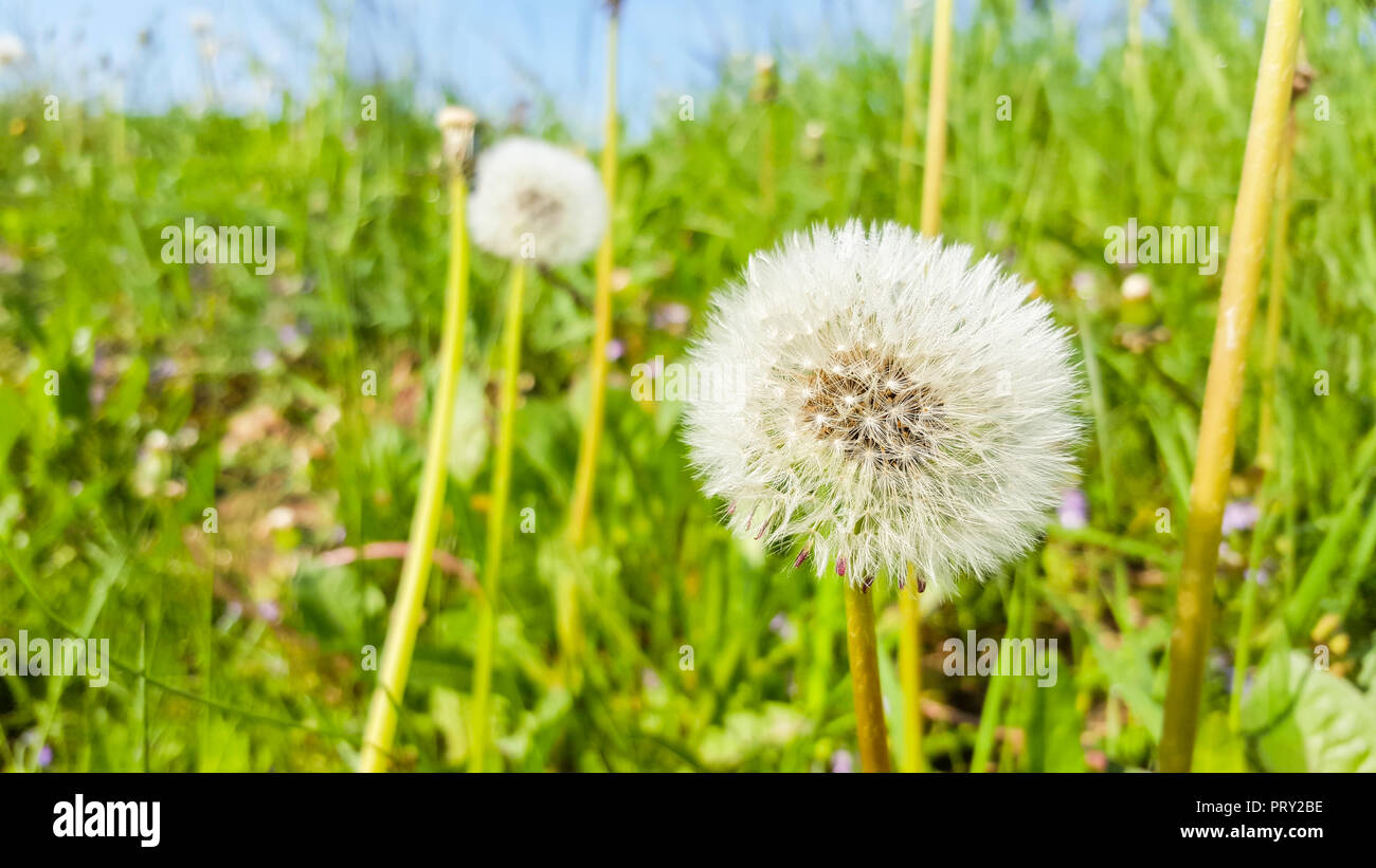 Hawkbit seed hi-res stock photography and images - Alamy