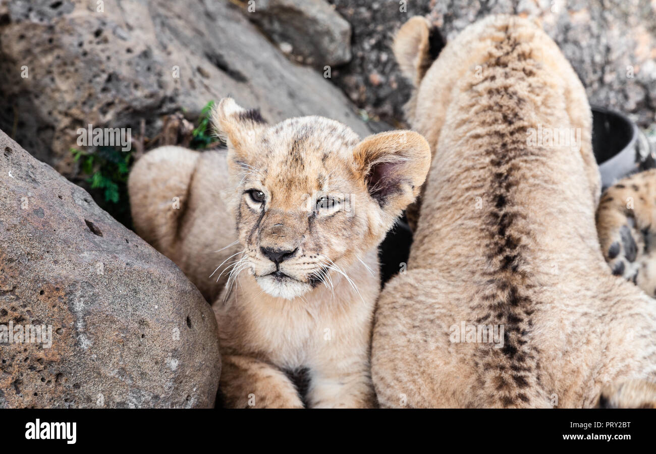 Casela park mauritius hi-res stock photography and images - Alamy