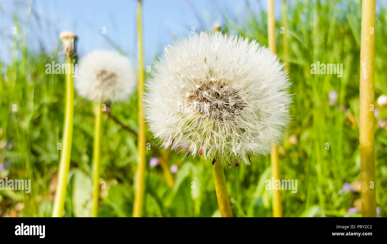 Hawkbit hi-res stock photography and images - Alamy
