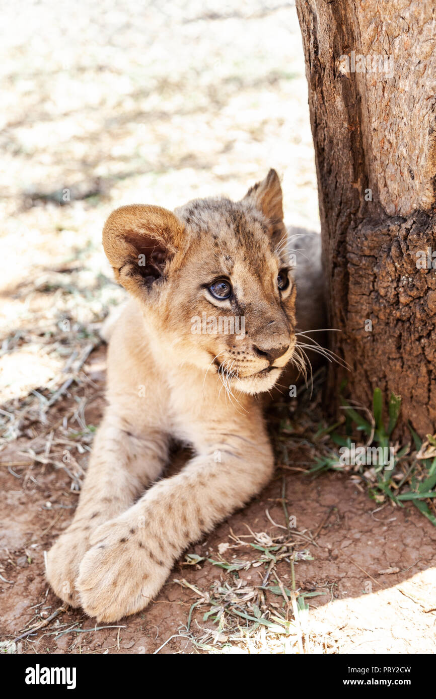 Mauritius wild animals hi-res stock photography and images - Alamy