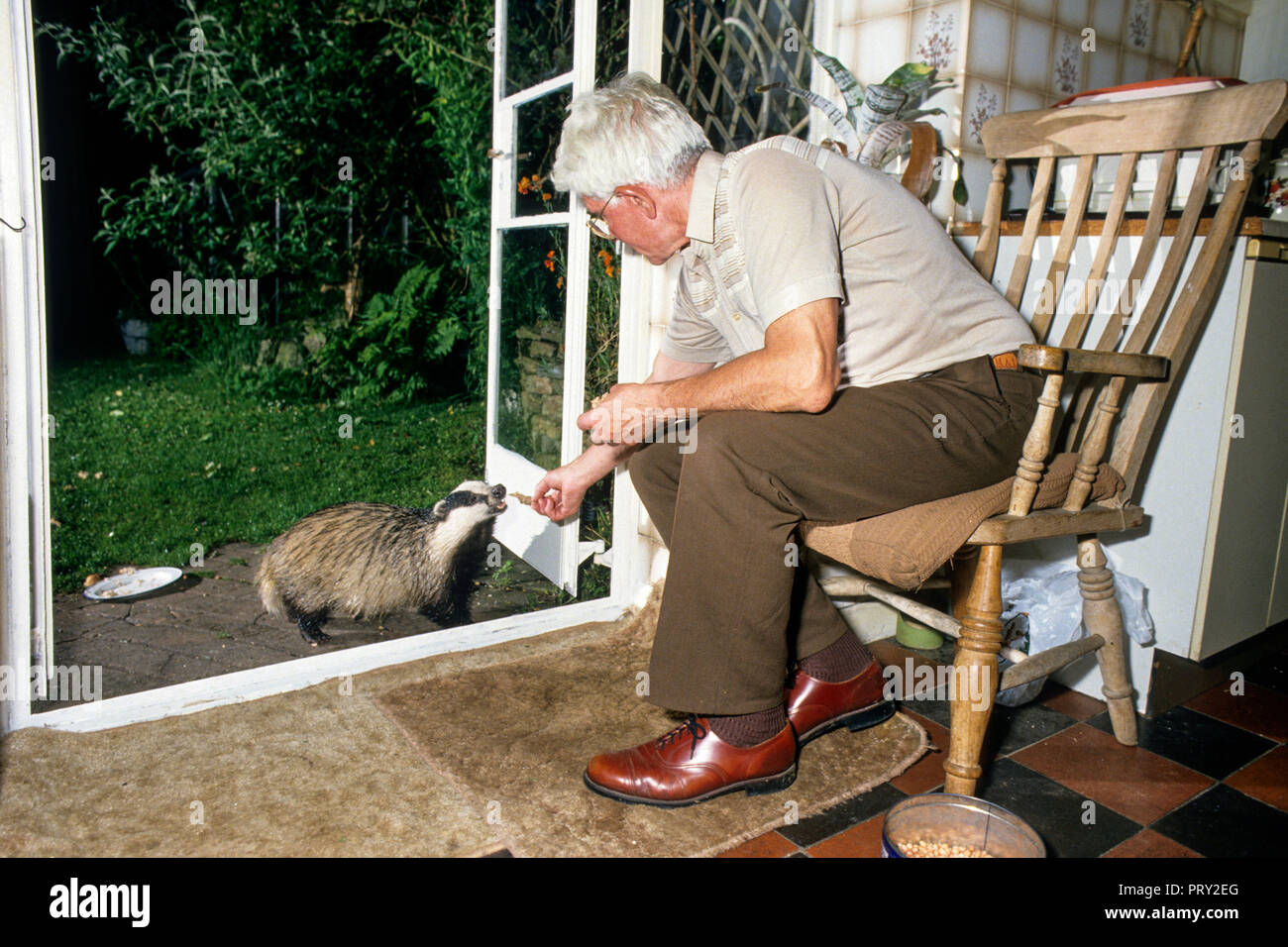 Old man feeding European badger (Meles meles) by hand through open ...