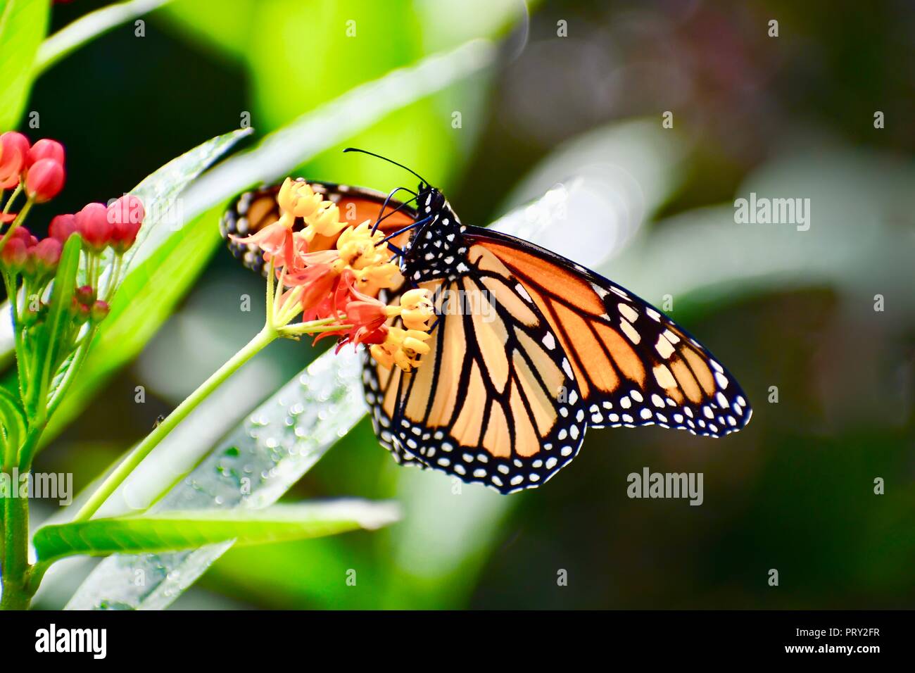 monarch butterfly on butterfly bush Stock Photo - Alamy