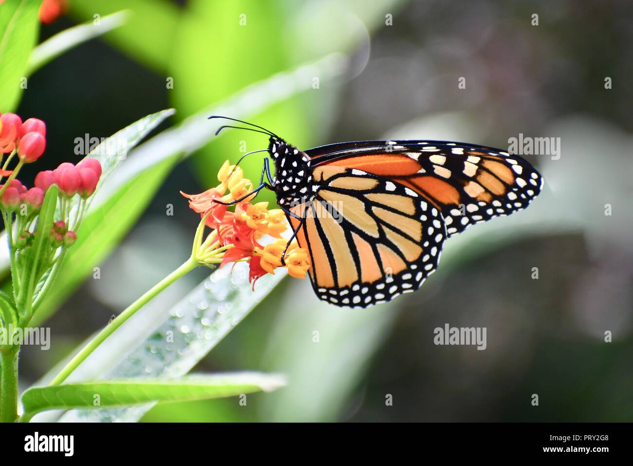monarch butterfly on butterfly bush Stock Photo - Alamy