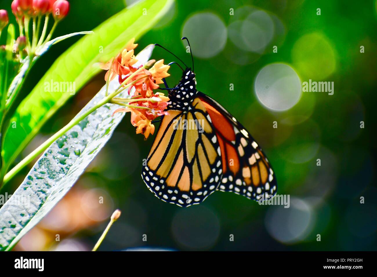 Monarch butterfly flower garden hi-res stock photography and images - Alamy