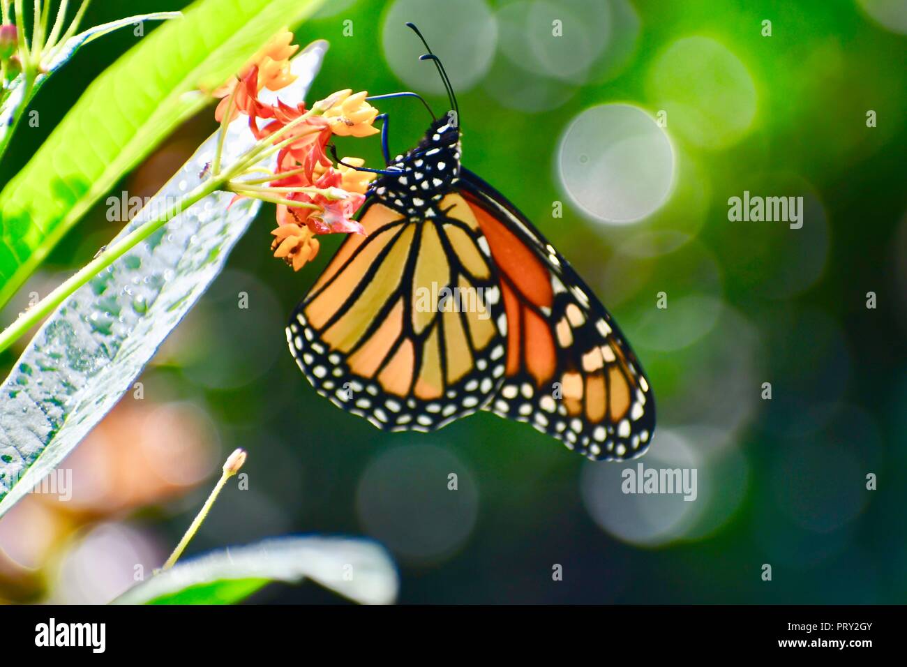 Monarch butterfly flower garden hi-res stock photography and images - Alamy