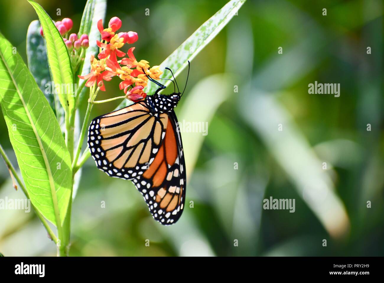 monarch butterfly on butterfly bush Stock Photo - Alamy