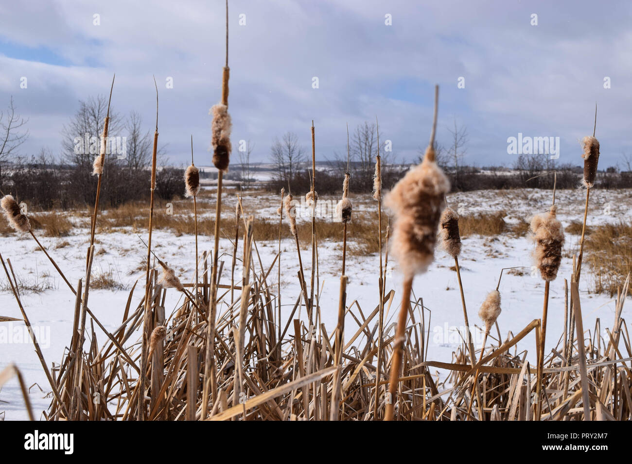 bull rushes at Red Deer Lake Stock Photo - Alamy