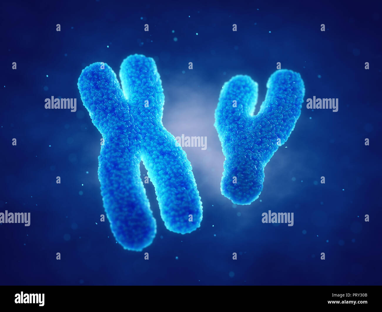 X and Y chromosomes , Gender roles, Genetic disorders and gene therapy ...
