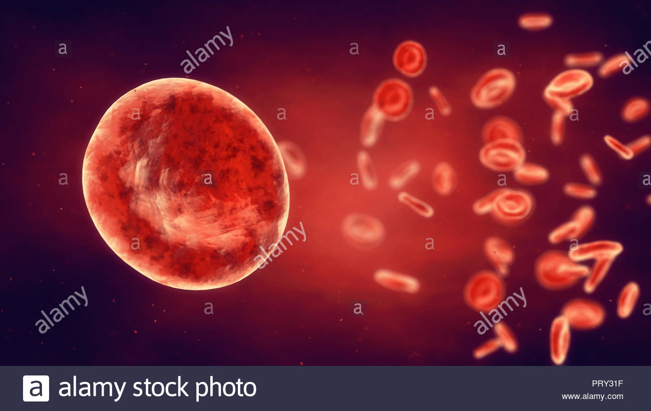 Erythrocytes Stock Photos & Erythrocytes Stock Images - Alamy