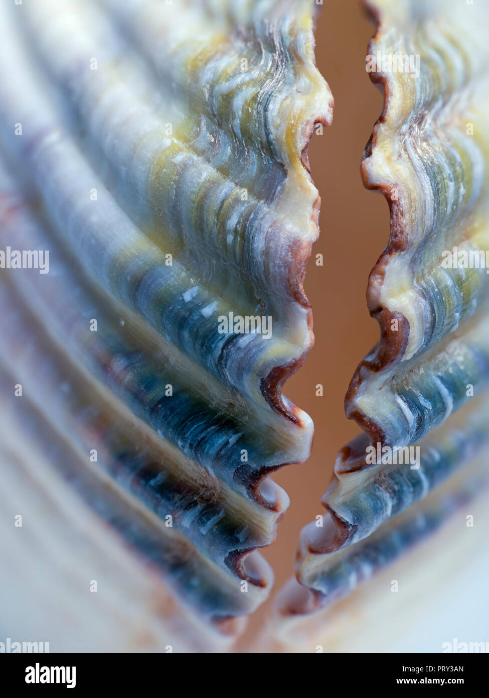 Common cockle hi-res stock photography and images - Alamy