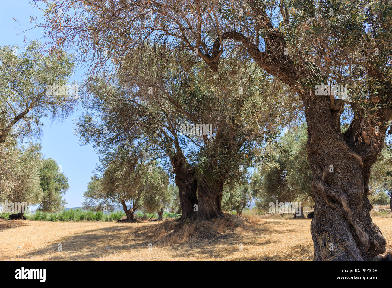 A stand of old Olive trees plantation Stock Photo - Alamy