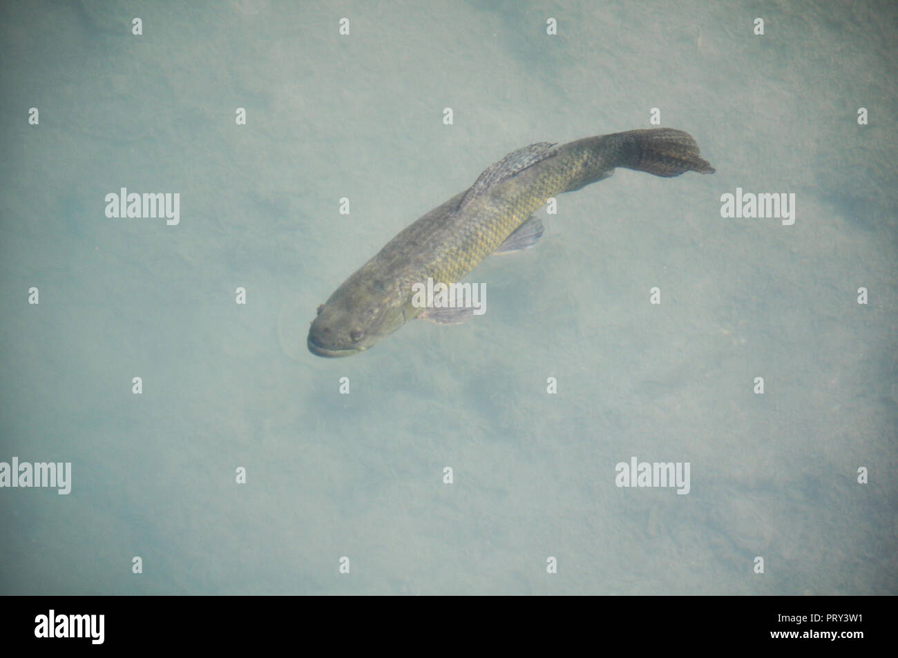 Tiger fish hi-res stock photography and images - Alamy