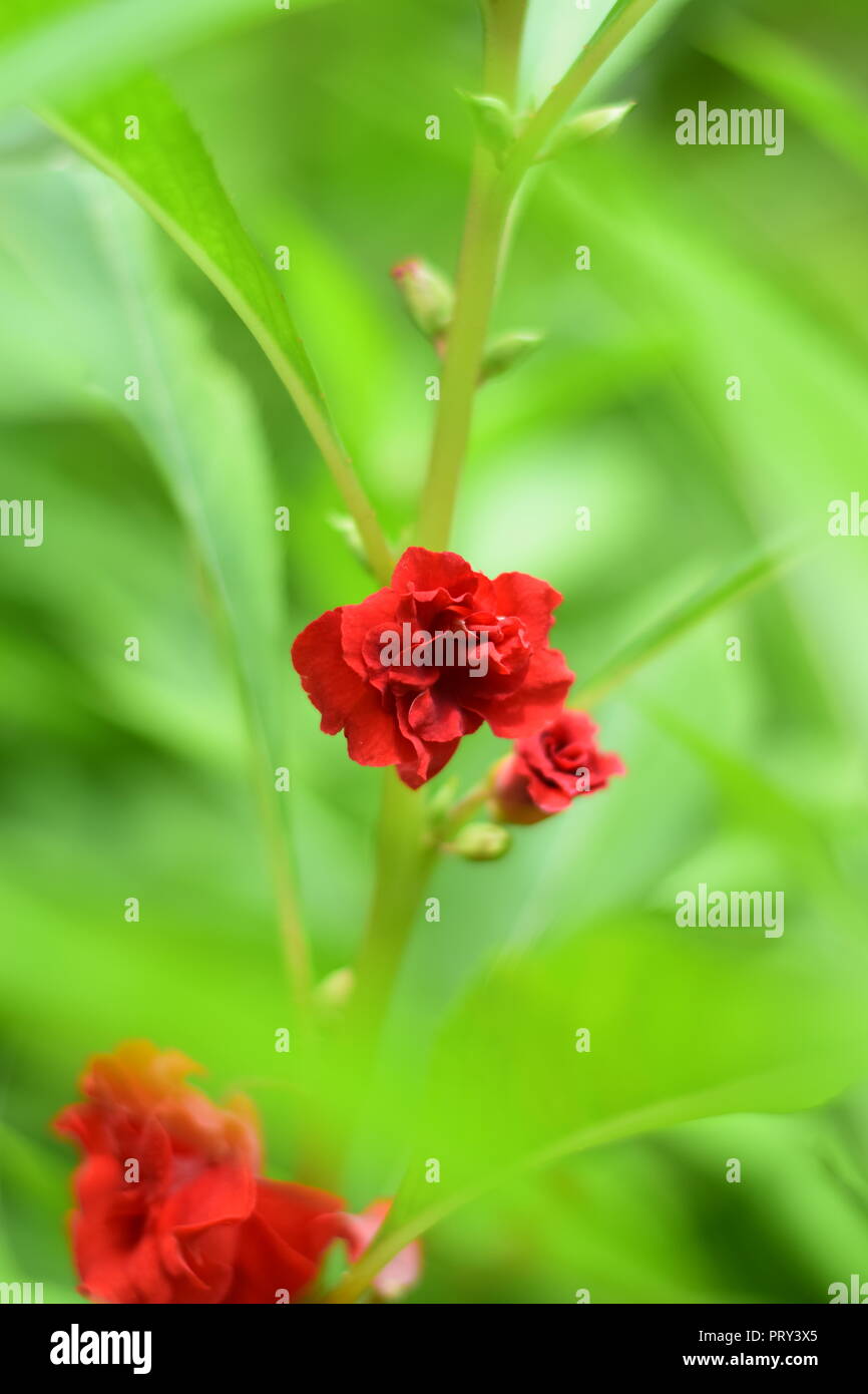 Trackingphotography hi-res stock photography and images - Alamy