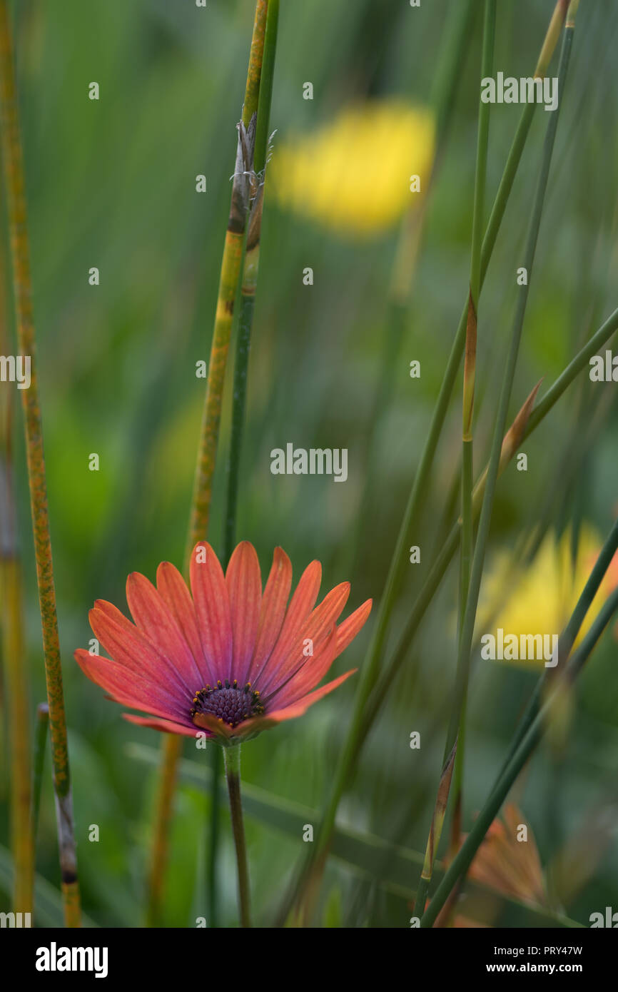 Radiant flower hi-res stock photography and images - Alamy