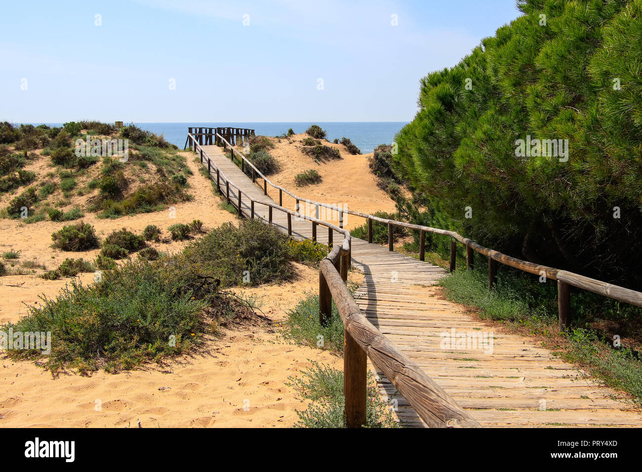 Wooden walkway leading to the beach, over the sand dunes, surrounded by ...