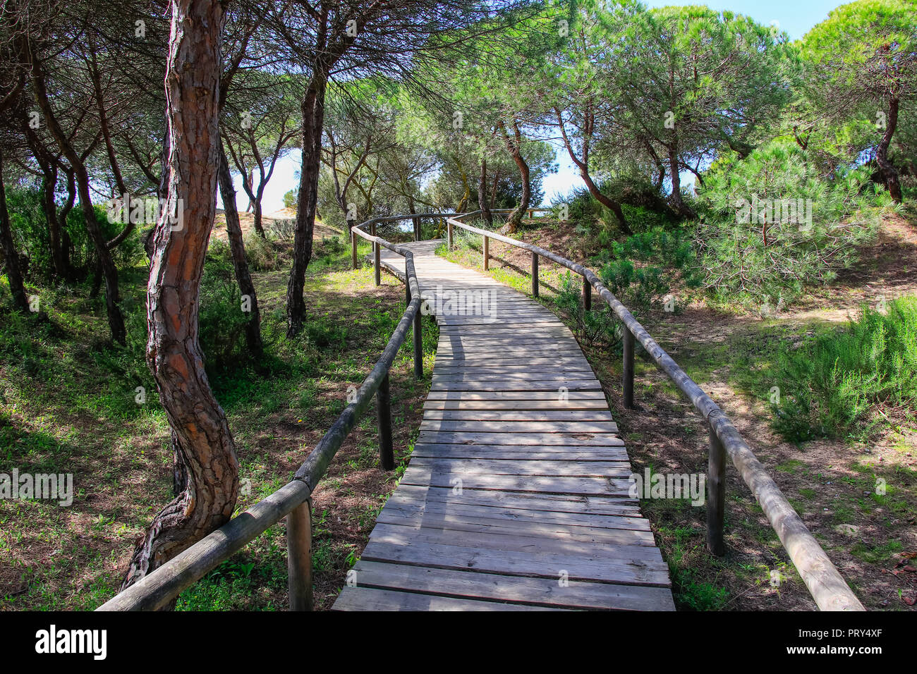 Wooden walkway leading to the beach, over the sand dunes, surrounded by ...