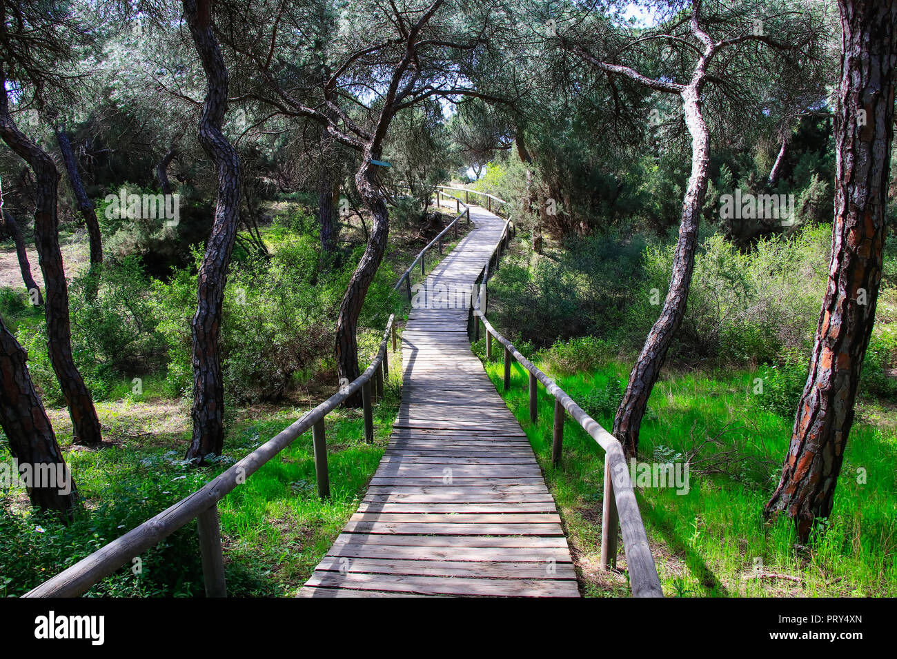Wooden walkway leading to the beach, over the sand dunes, surrounded by ...