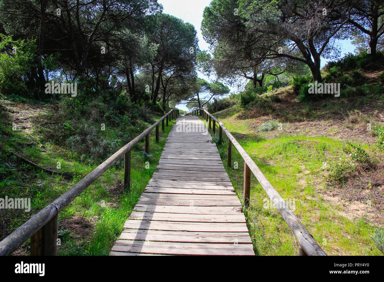 Wooden walkway leading to the beach, over the sand dunes, surrounded by ...