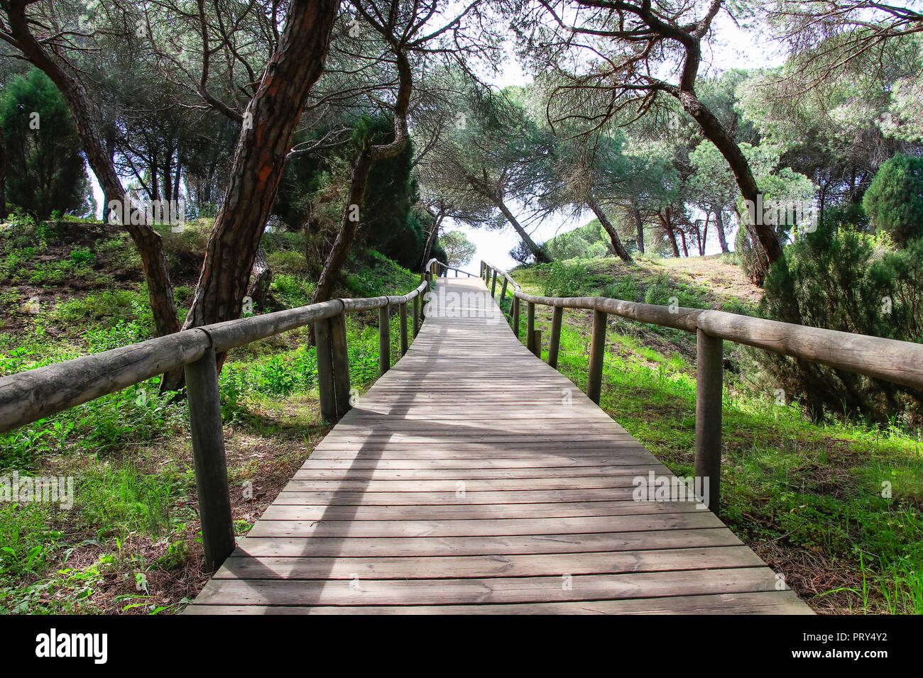Wooden walkway leading to the beach, over the sand dunes, surrounded by ...