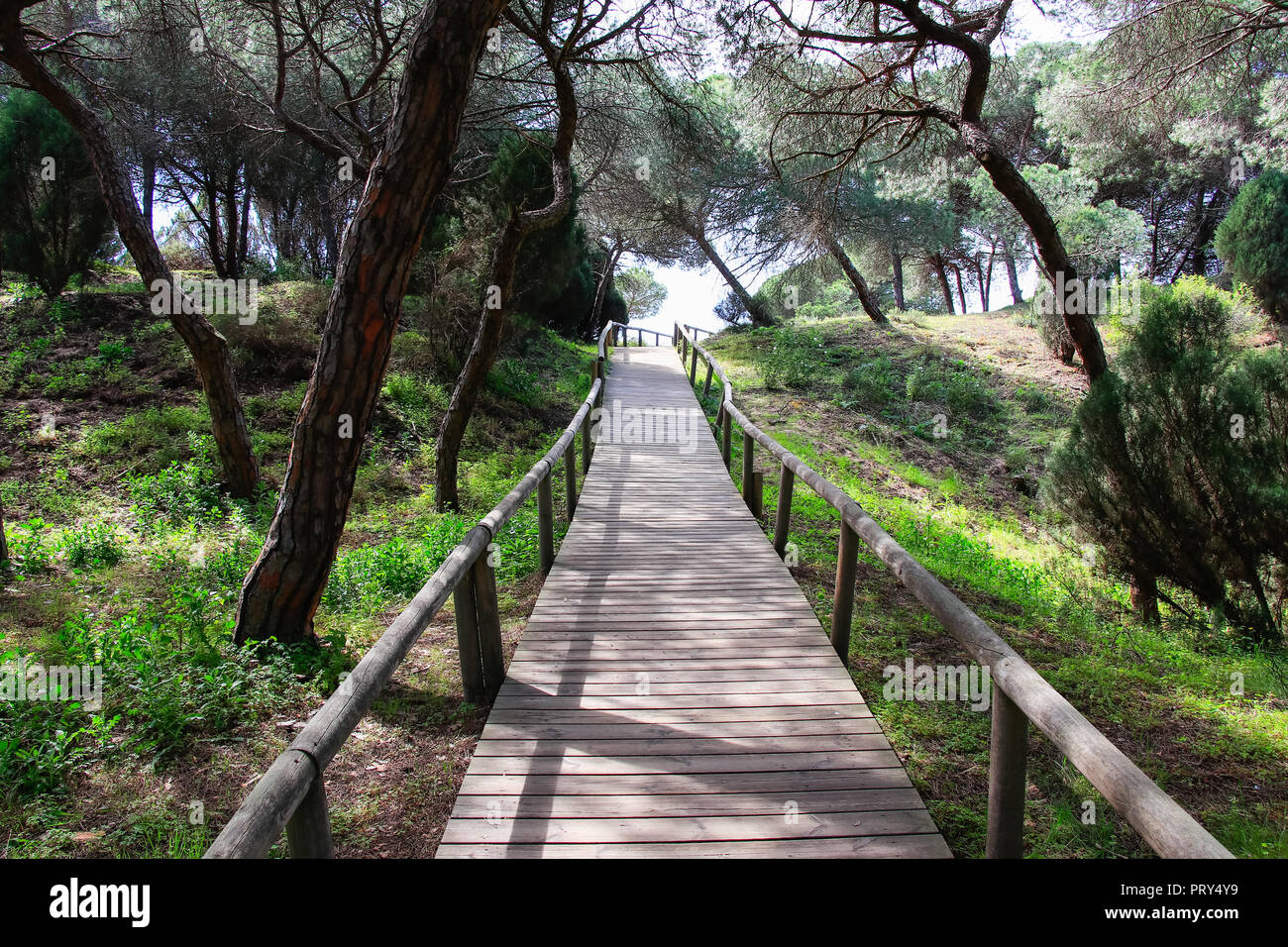 Wooden walkway leading to the beach, over the sand dunes, surrounded by ...