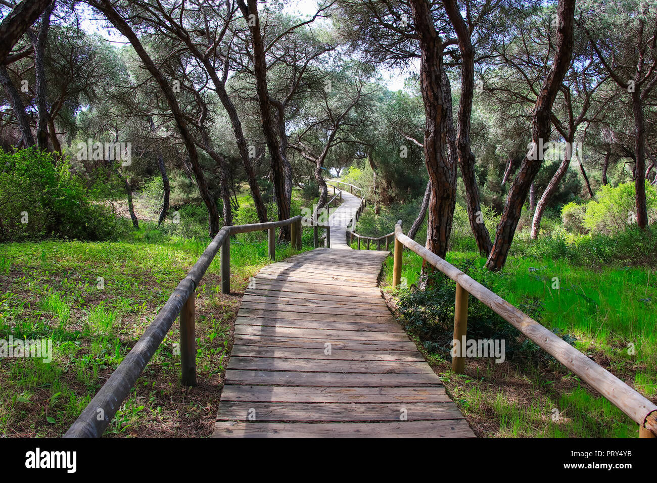 Wooden walkway leading to the beach, over the sand dunes, surrounded by ...