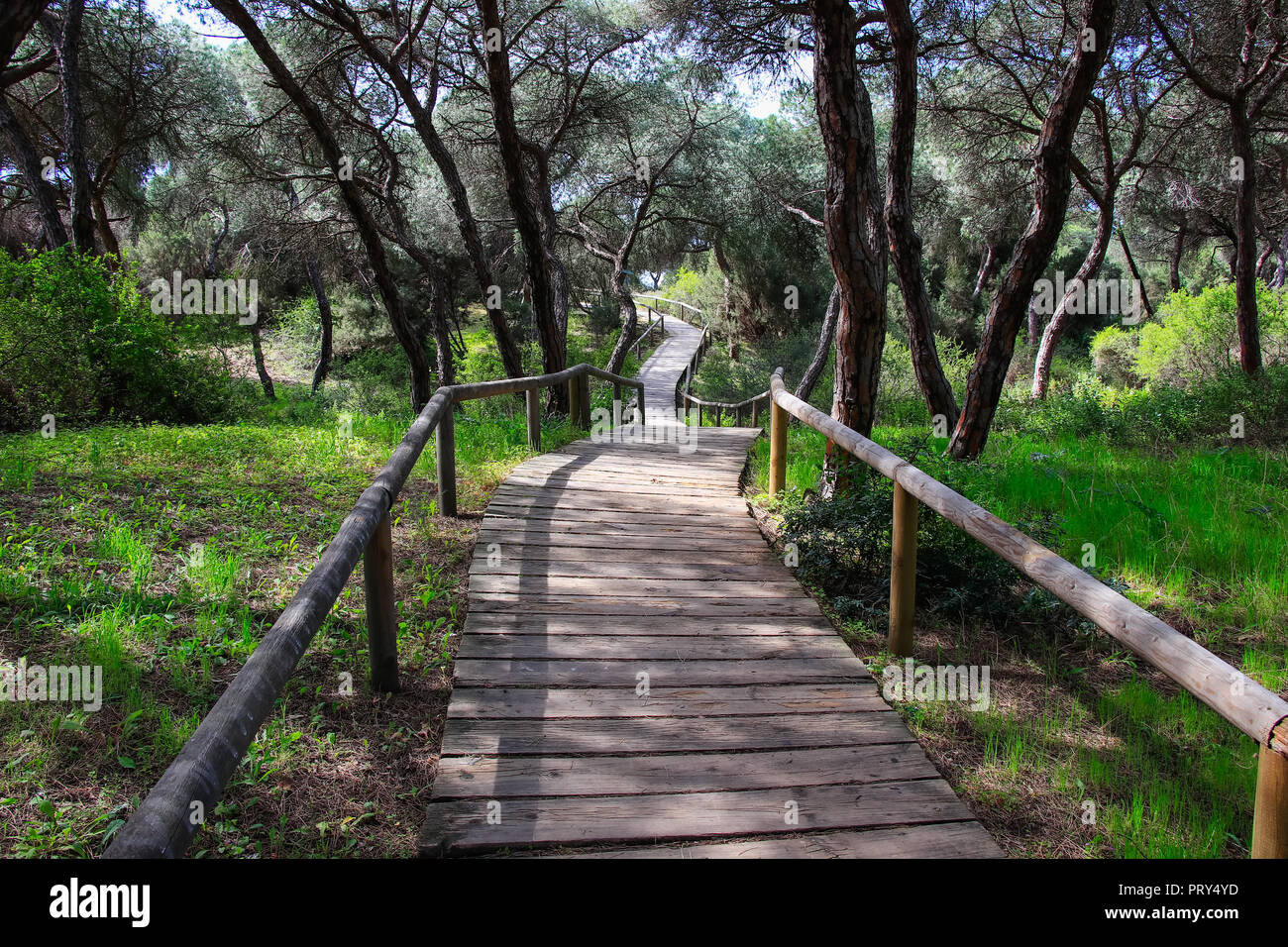 Wooden walkway leading to the beach, over the sand dunes, surrounded by ...