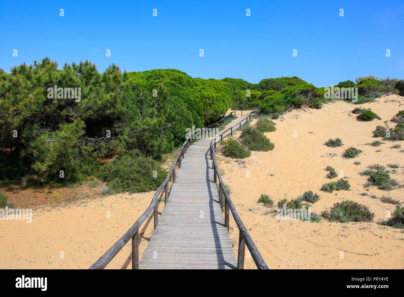 Wooden walkway leading to the beach, over the sand dunes, surrounded by ...