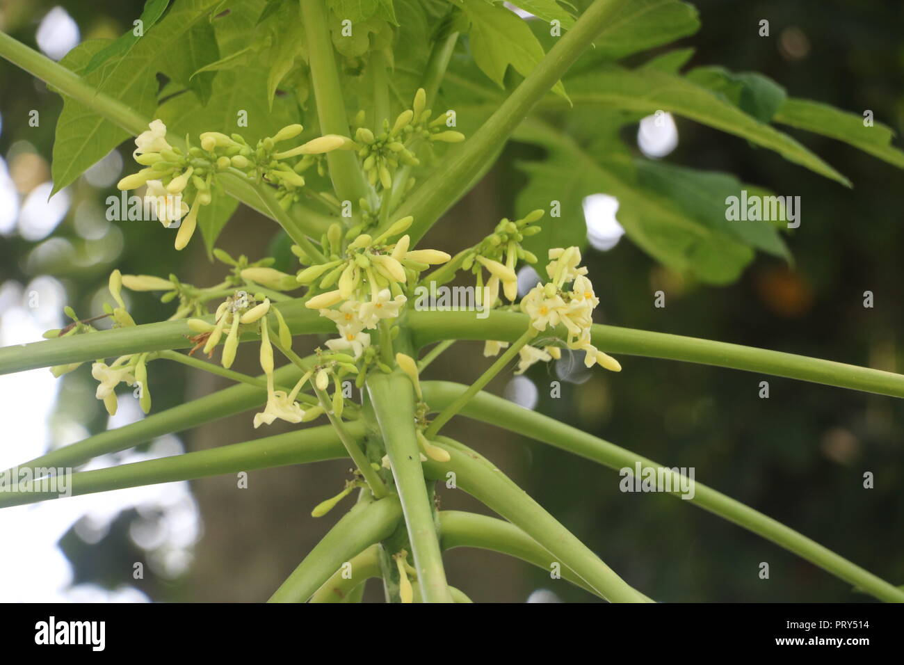 Papaya over sun hi-res stock photography and images - Alamy
