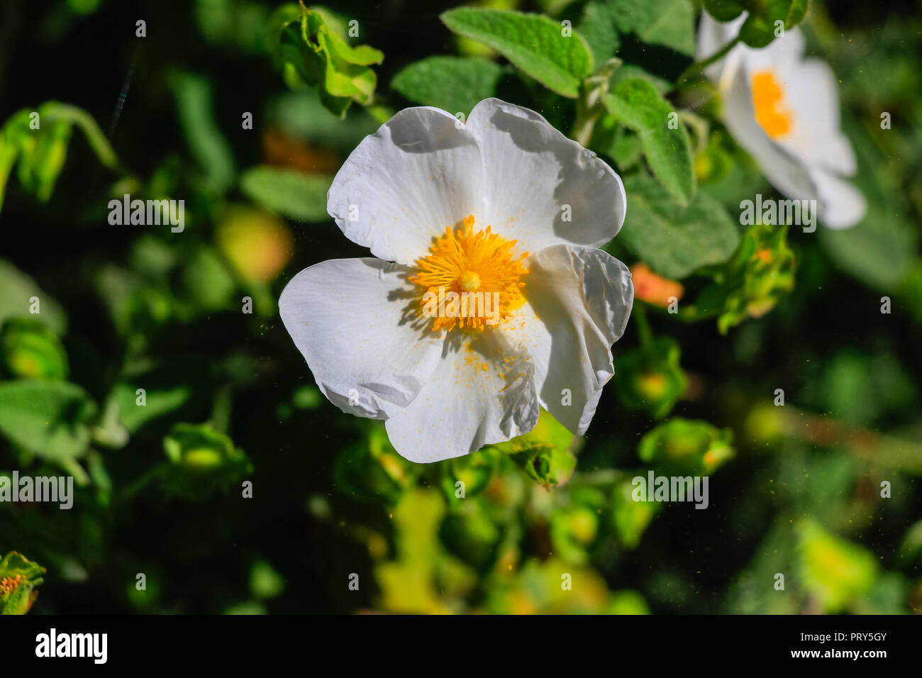 White rockrose flower in Mediterranean spring with visible pollen ...