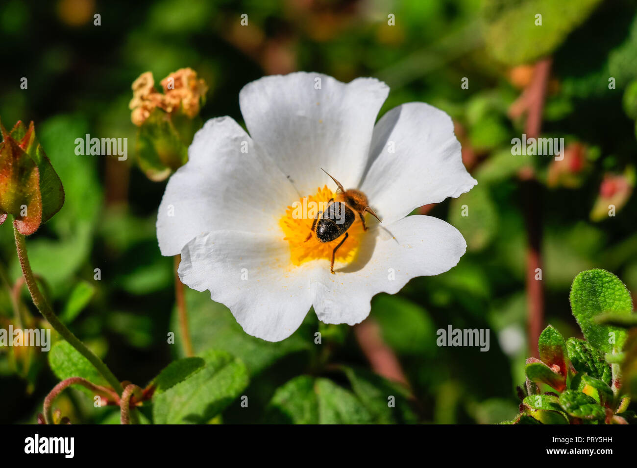 Honey Bee in White rockrose flower in Mediterranean spring, Cistus ...