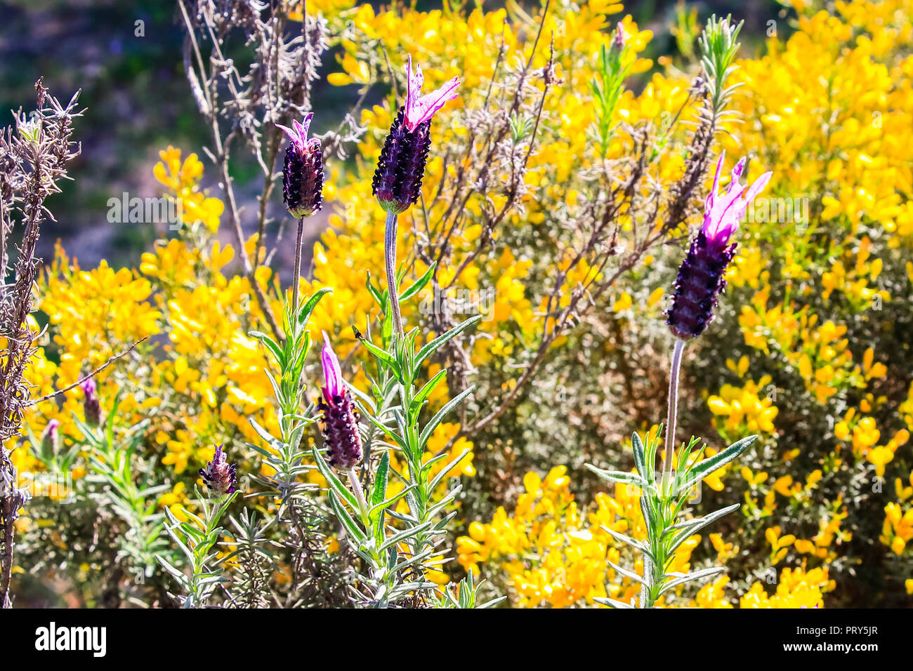 Wild spring flower in nature with natural background Stock Photo - Alamy