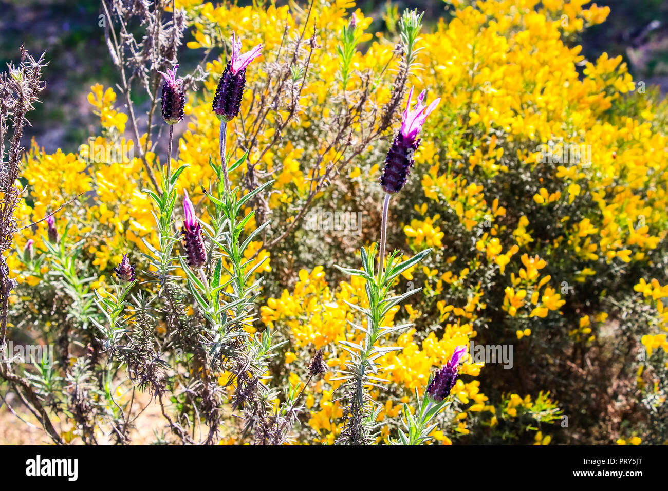 Wild spring flower in nature with natural background Stock Photo - Alamy