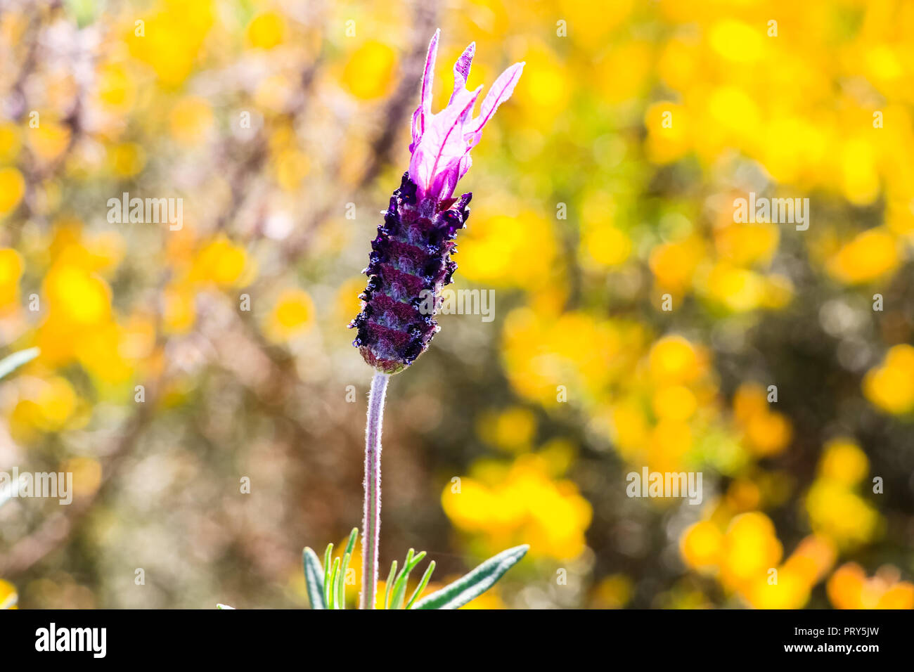 Wild spring flower in nature with natural background Stock Photo - Alamy