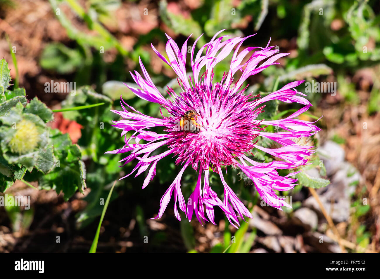 Wild spring flower in nature with natural background Stock Photo - Alamy
