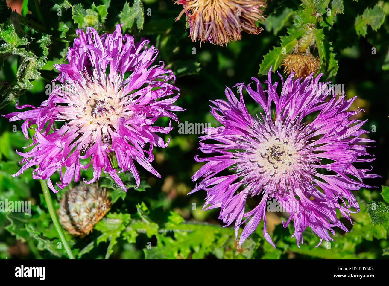 Wild spring flower in nature with natural background Stock Photo - Alamy