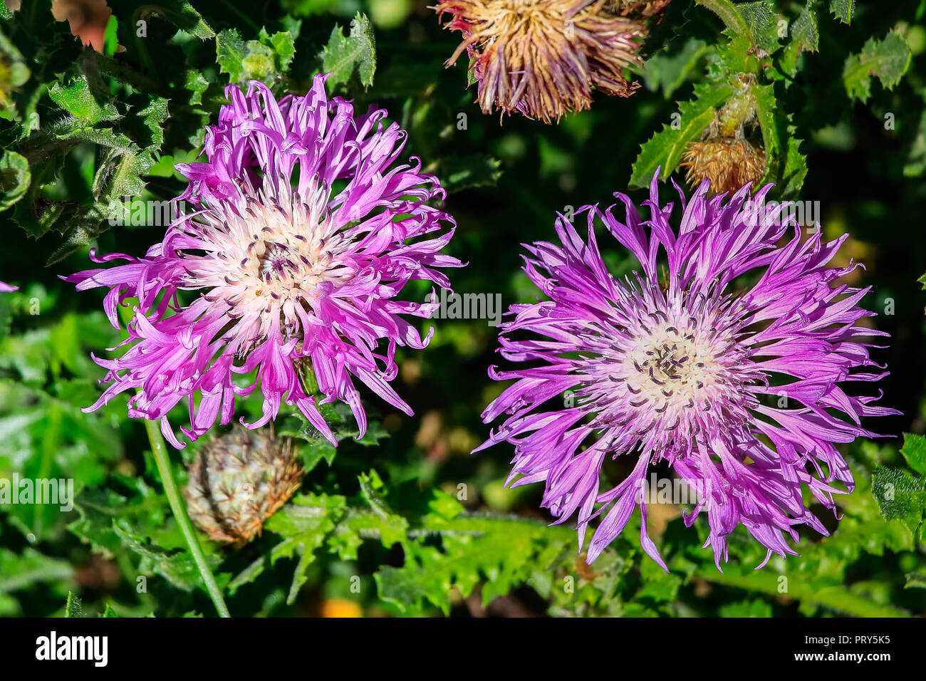 Wild spring flower in nature with natural background Stock Photo - Alamy