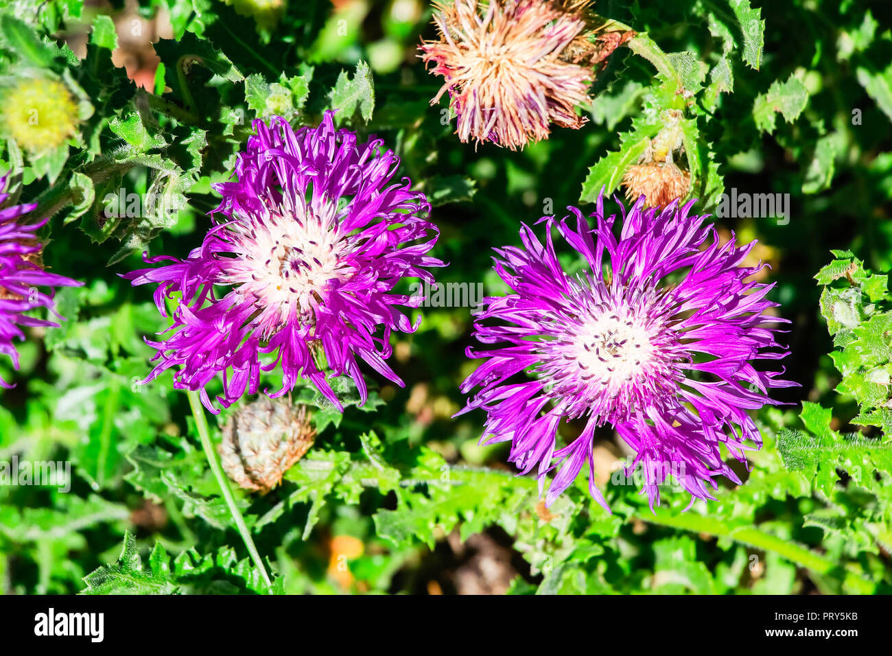 Wild spring flower in nature with natural background Stock Photo - Alamy