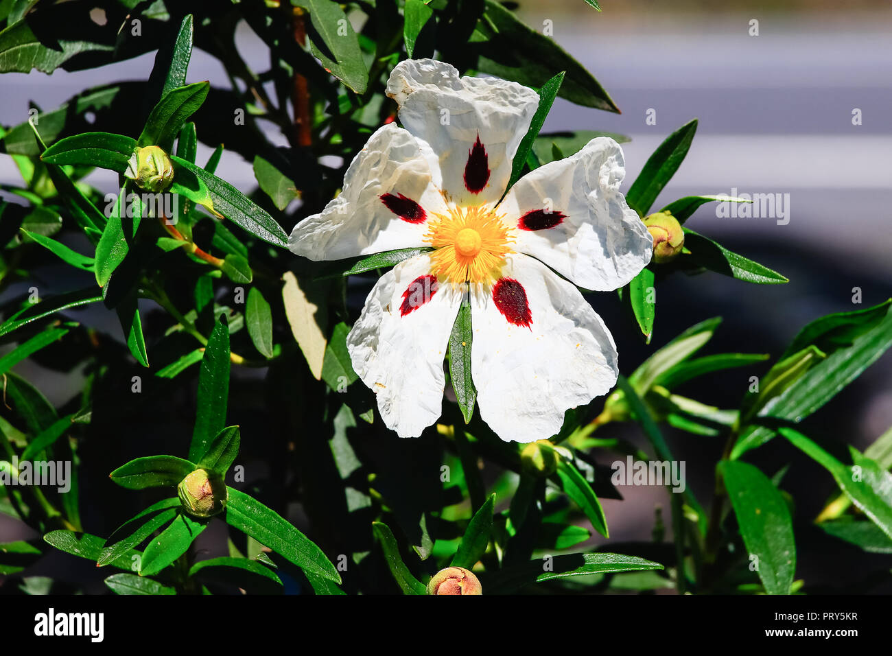 Wild spring flower in nature with natural background Stock Photo - Alamy