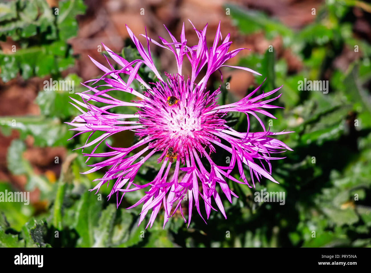 Wild spring flower in nature with natural background Stock Photo - Alamy