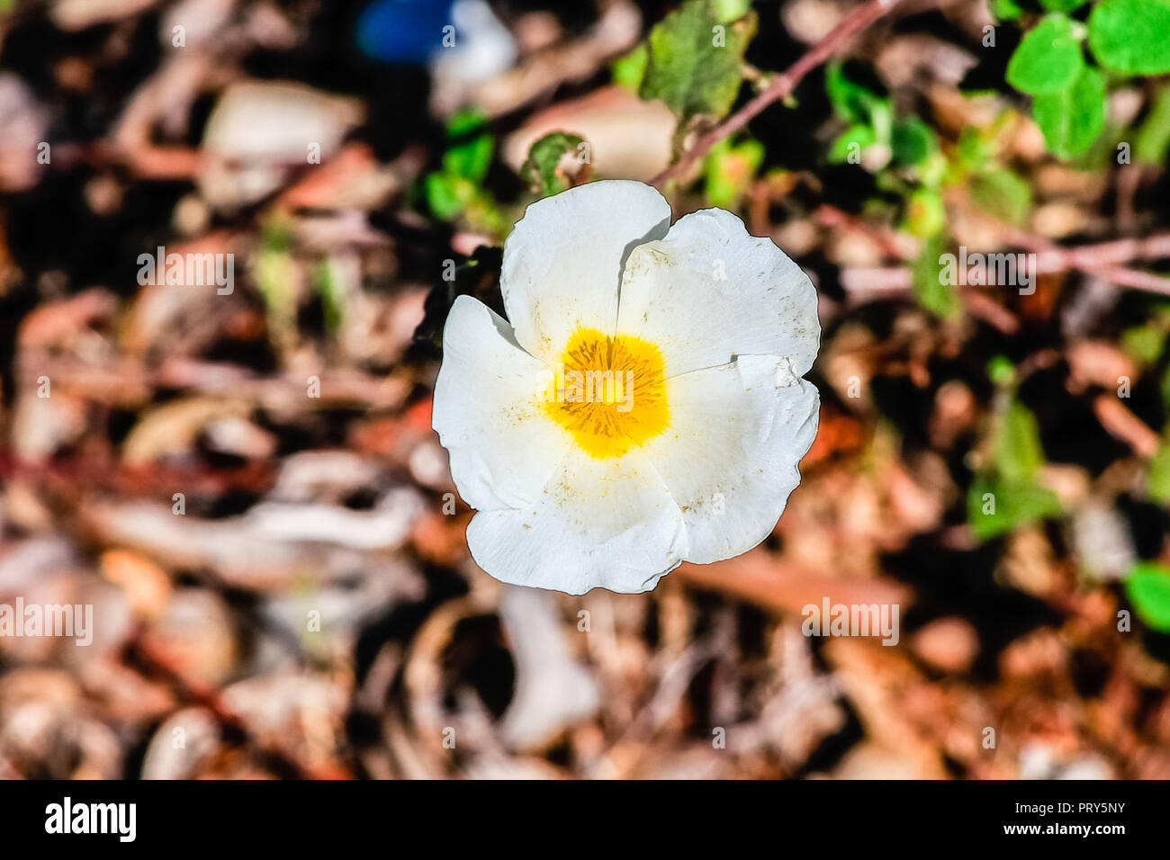 Wild spring flower in nature with natural background Stock Photo - Alamy