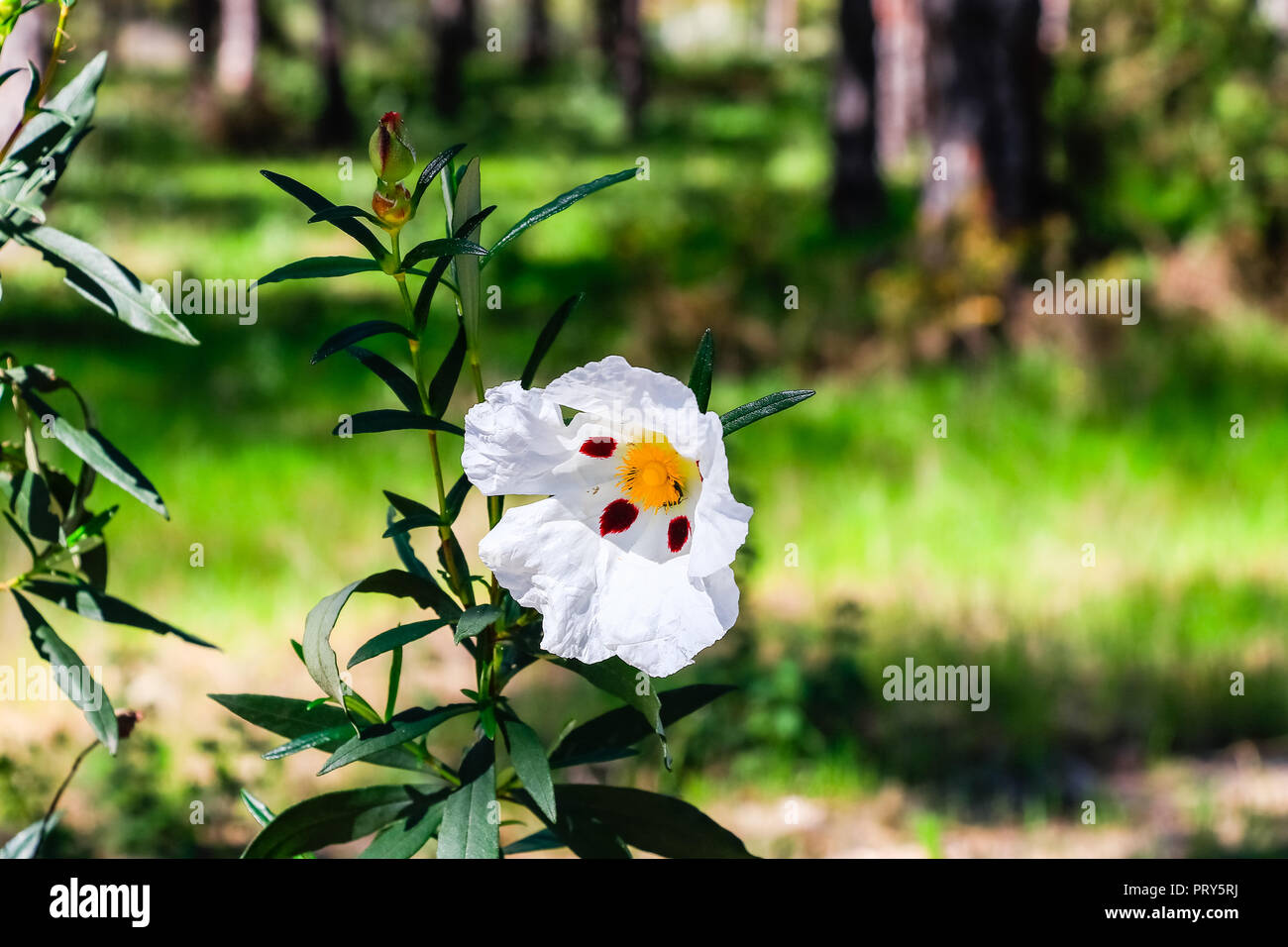 Wild spring flower in nature with natural background Stock Photo - Alamy