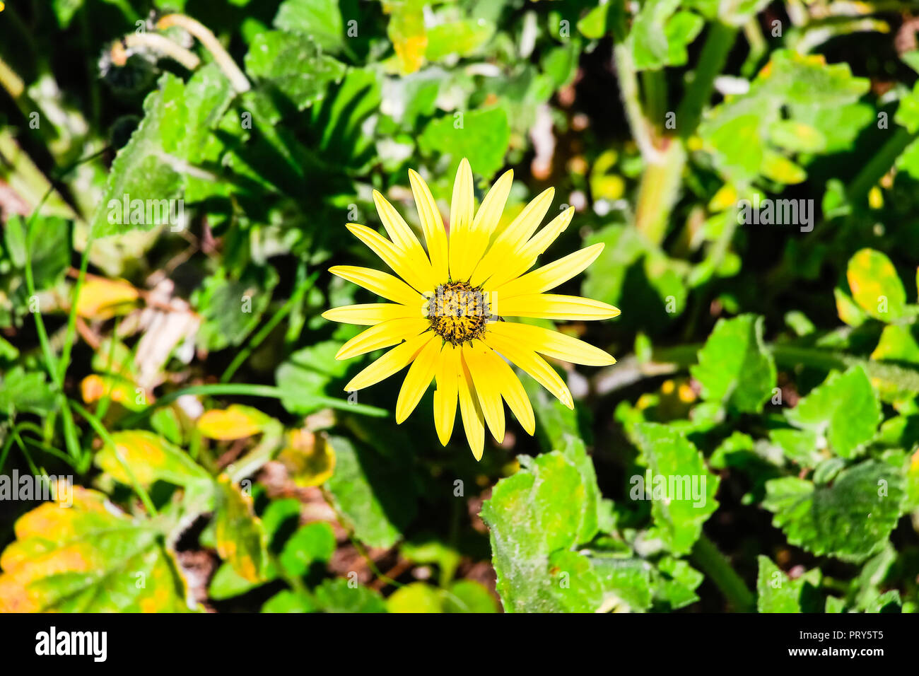 Wild spring flower in nature with natural background Stock Photo - Alamy