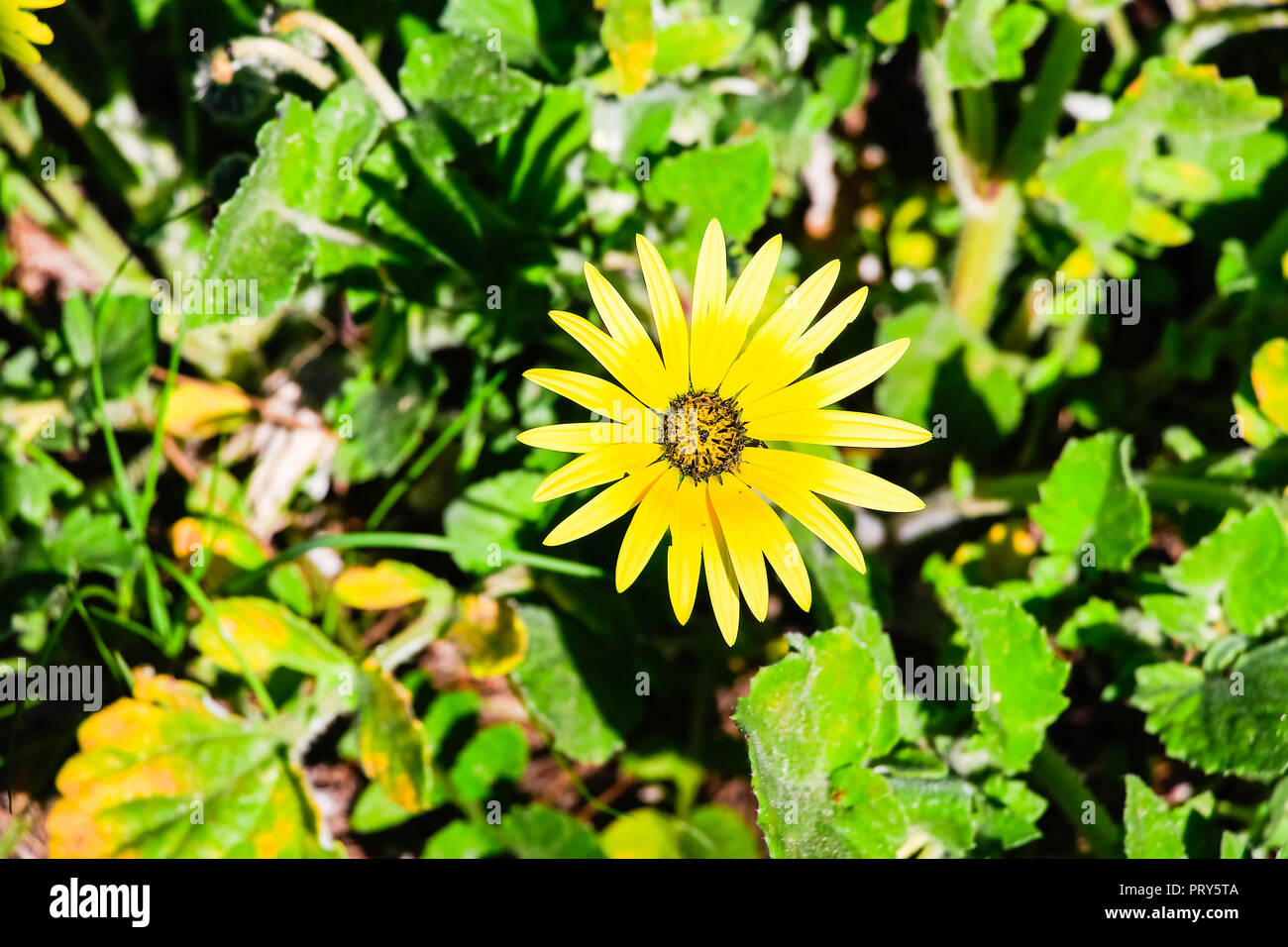 Wild spring flower in nature with natural background Stock Photo - Alamy