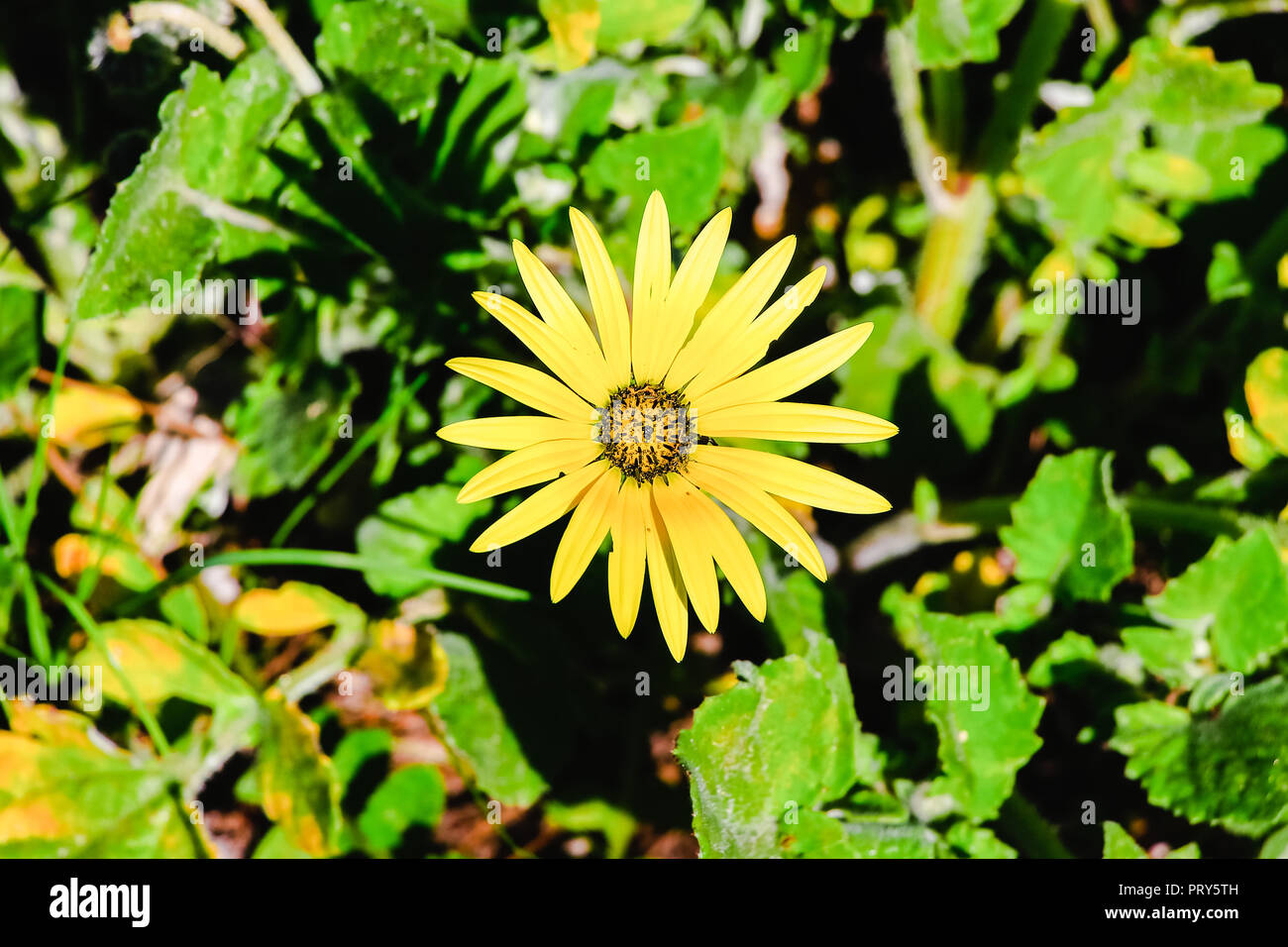 Wild spring flower in nature with natural background Stock Photo - Alamy