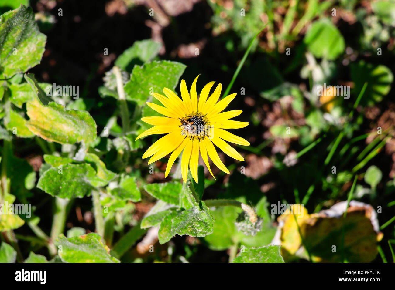 Wild spring flower in nature with natural background Stock Photo - Alamy