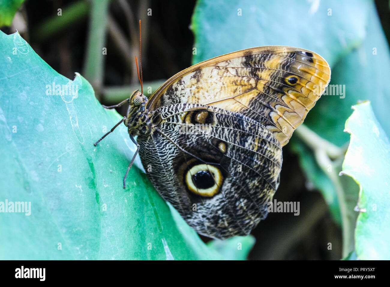 Beautiful butterfly in nature Stock Photo - Alamy